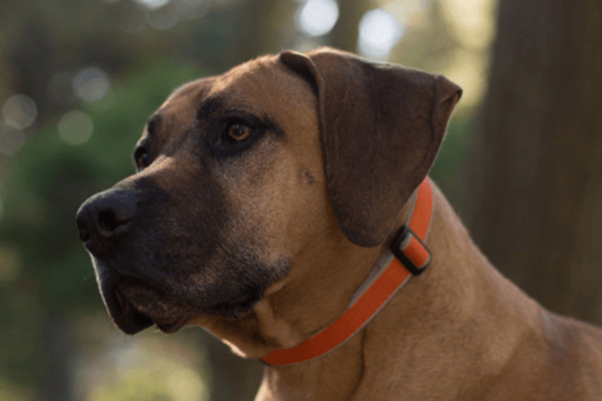 Perro regañado por vago se vuelve viral - Primera Plana Digital