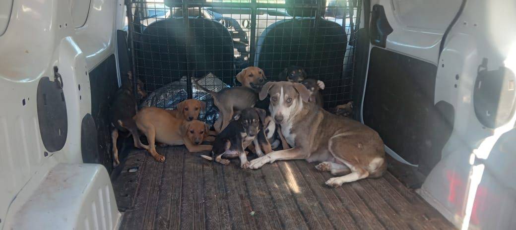 Rescatan a 15 perritos por maltrato en Guaymas – Primera Plana Digital