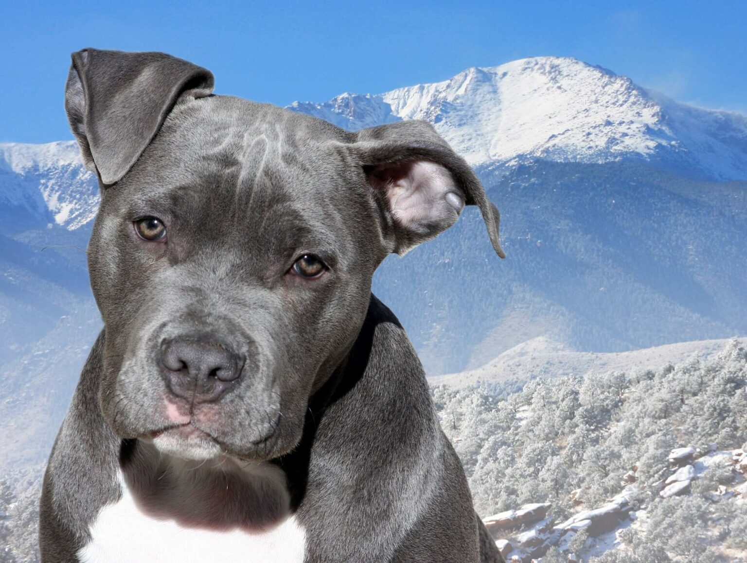 pitbull-blue – Primera Plana Digital – Noticias de Sonora y México